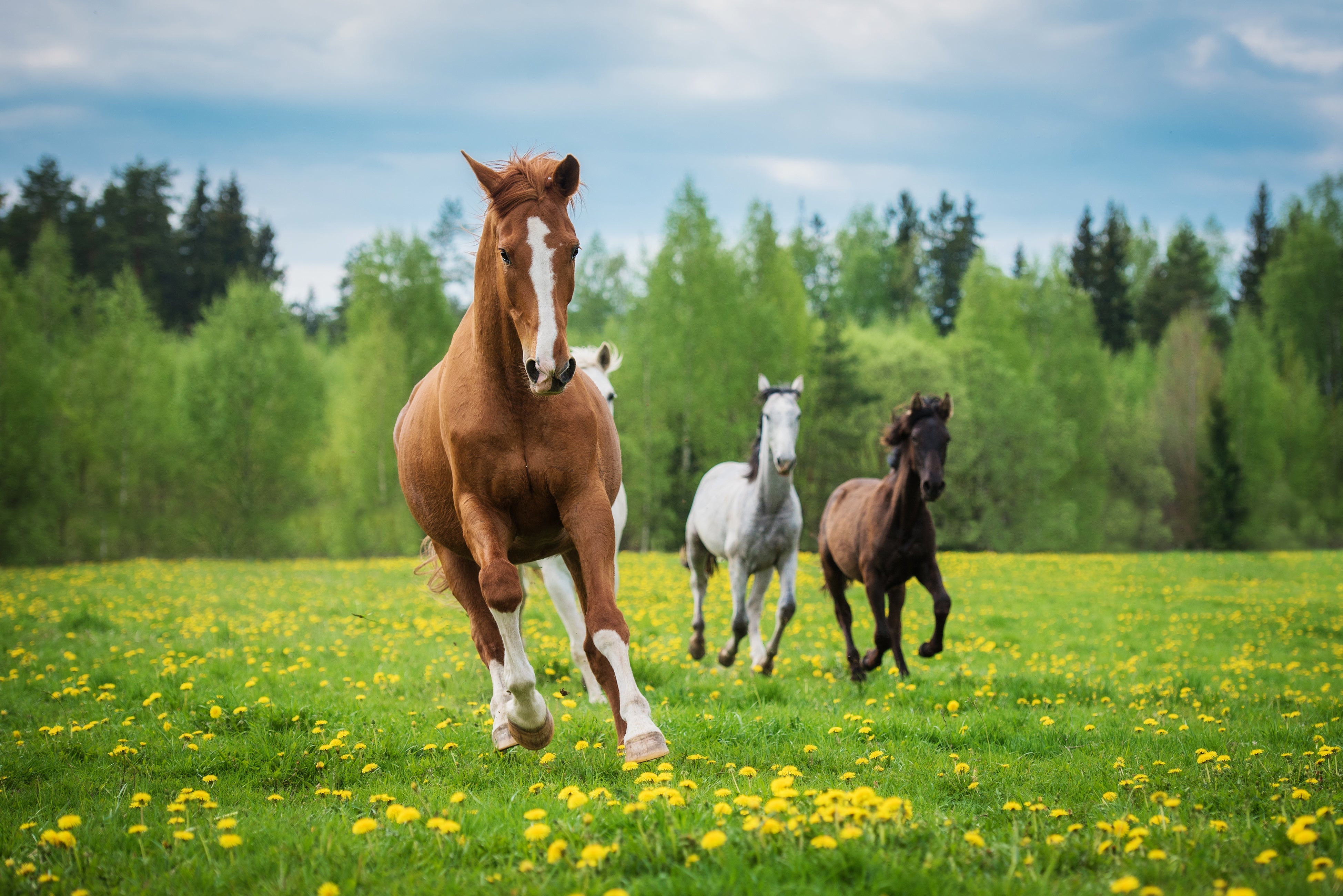 Spring Grass & Laminitis Guide | Safe Turnout Tips for UK Horses – VALEQ